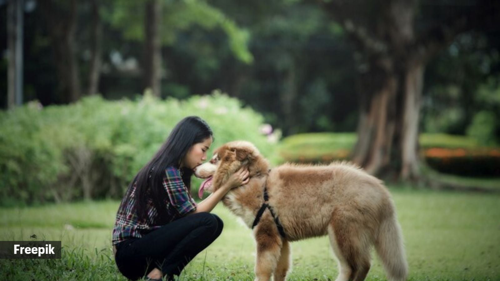 Keep your pets fit and active indoors during the heatwave; experts ...