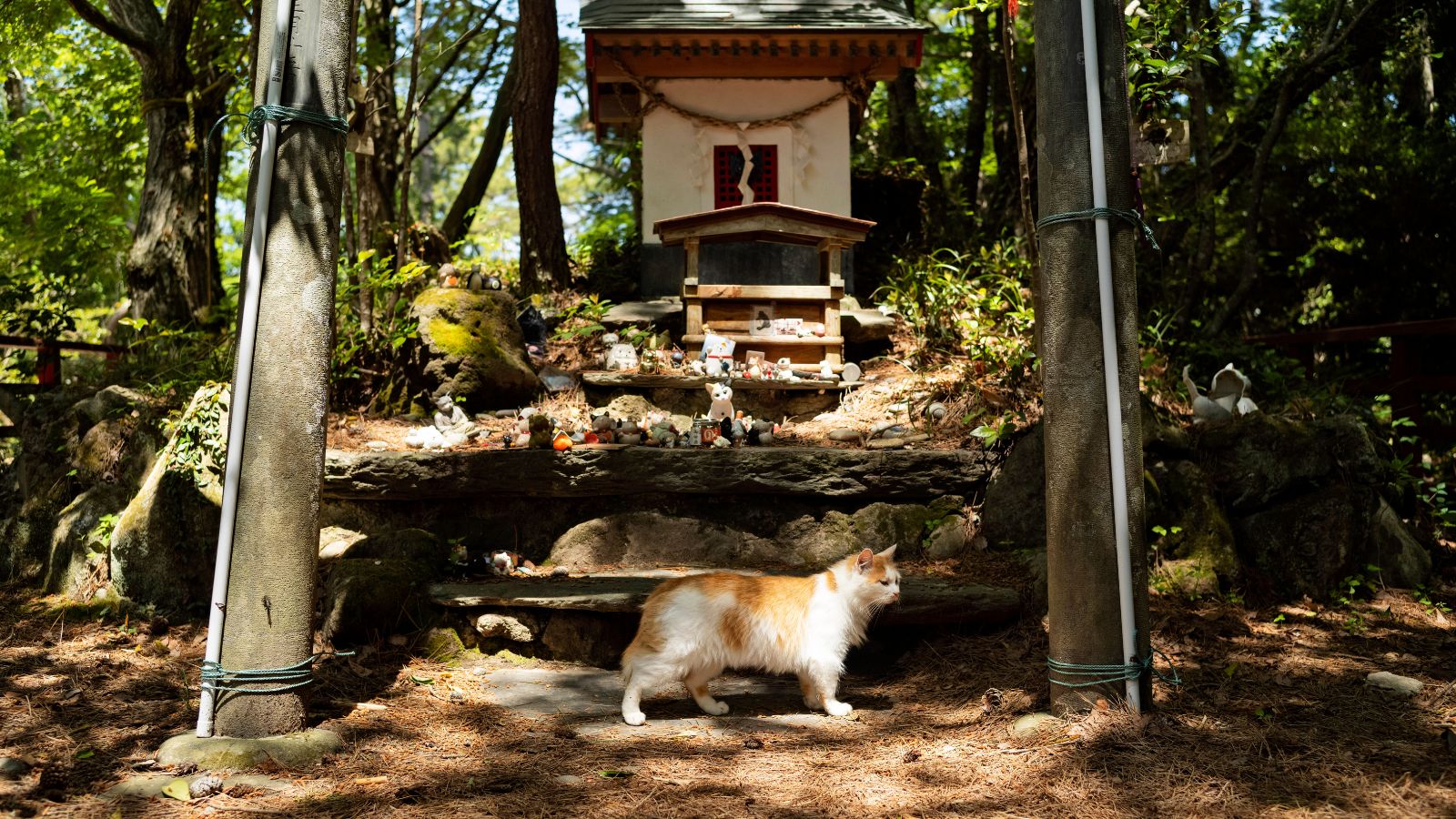 Shrine honors cats at a Japanese island where they outnumber humans ...