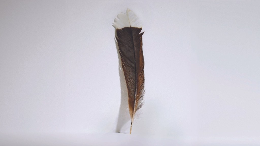 Fetching $28,000, what made a 9 gram feather the most expensive in the ...
