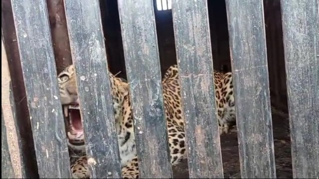 After 2 human deaths, 7 leopards trapped in a week in Pune’s Junnar but ...