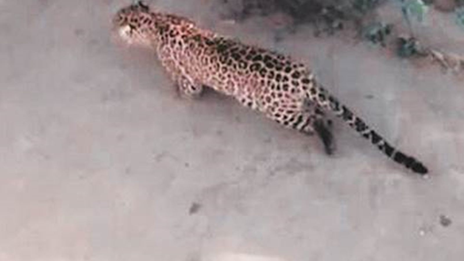 Woman killed in 3rd fatal leopard attack in a month in Junnar, red ...