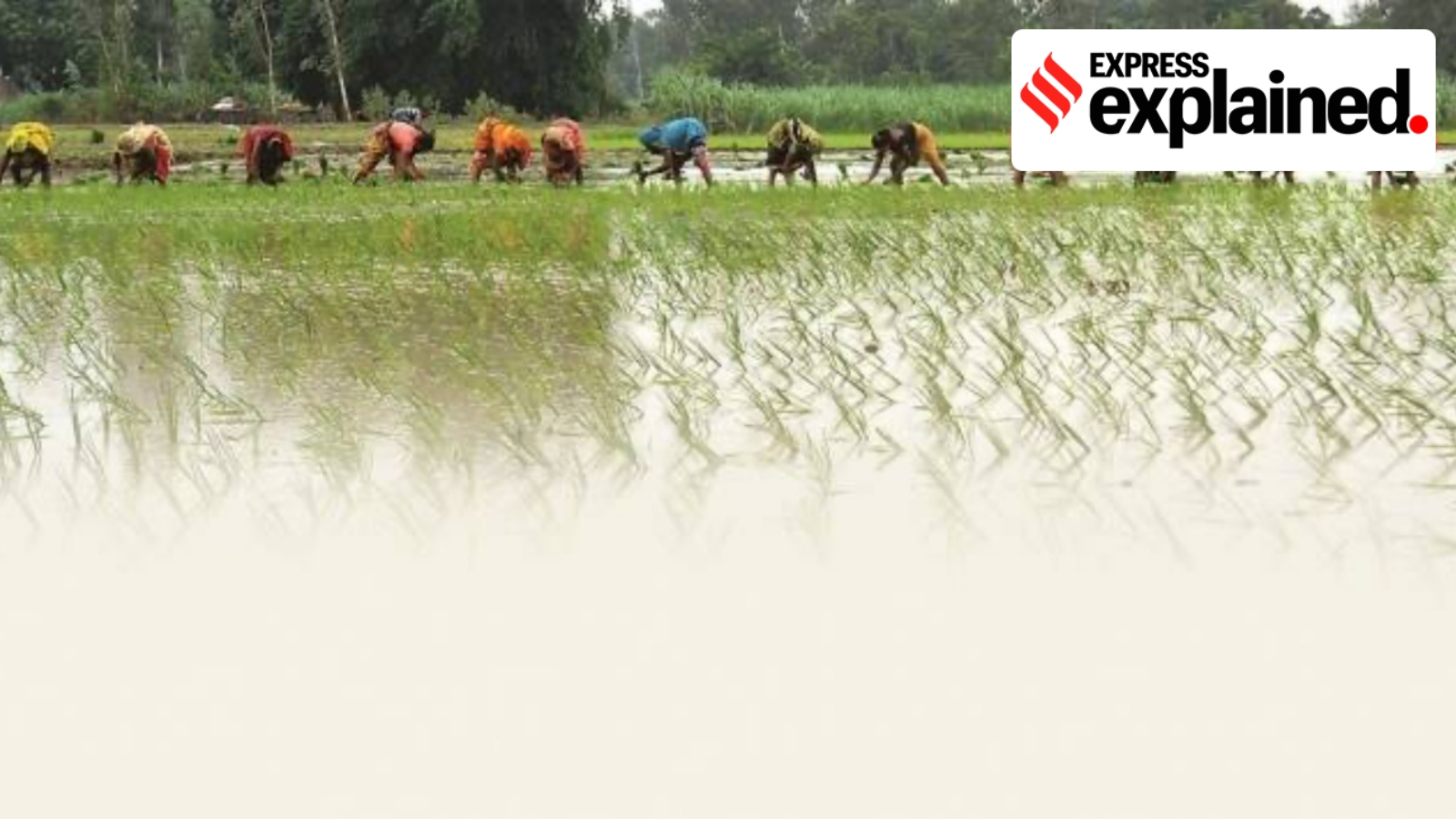 A new biocontrol agent to manage ‘foot rot’ disease in Basmati crop ...
