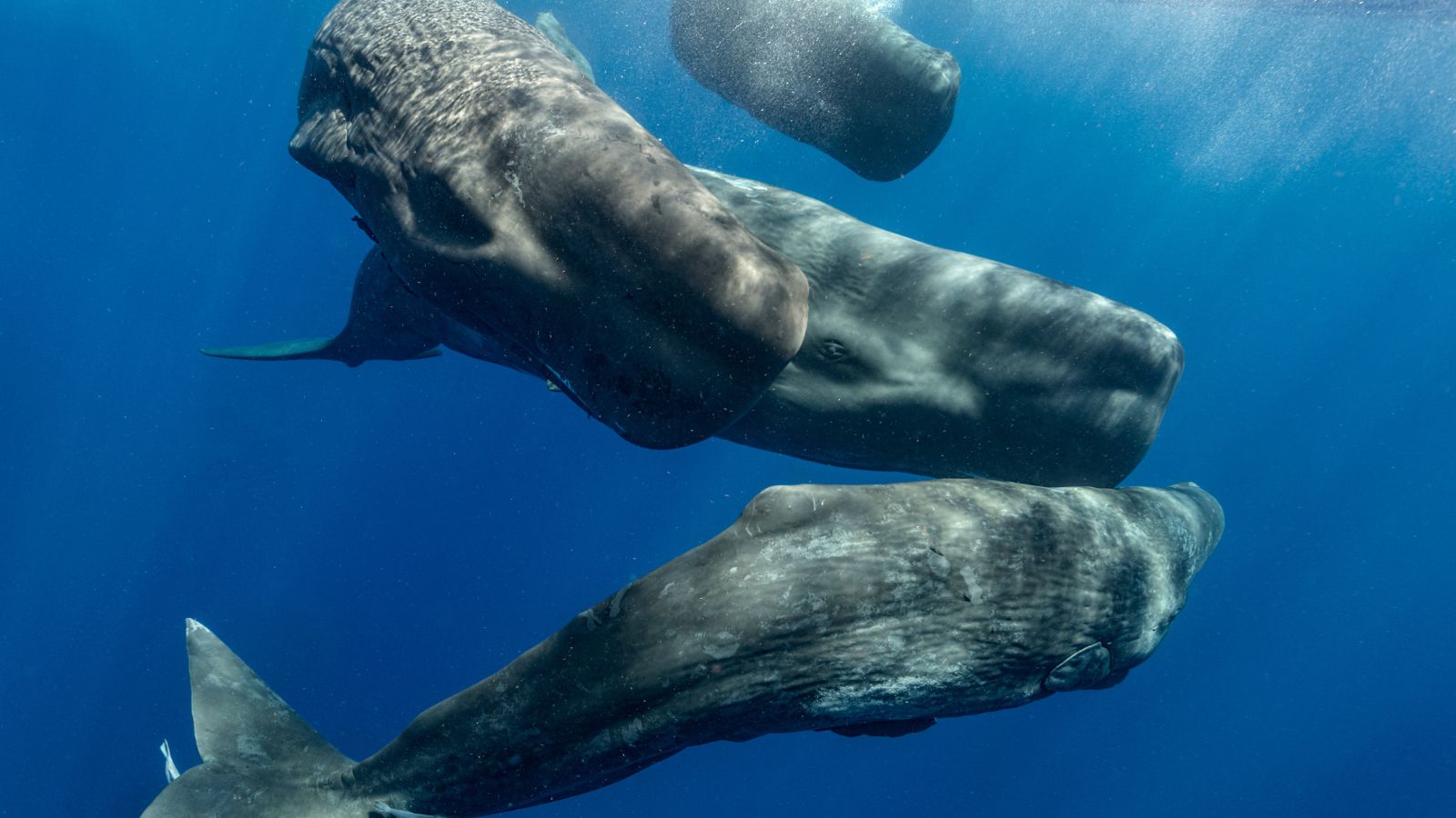 Scientists find an ‘Alphabet’ in whale songs