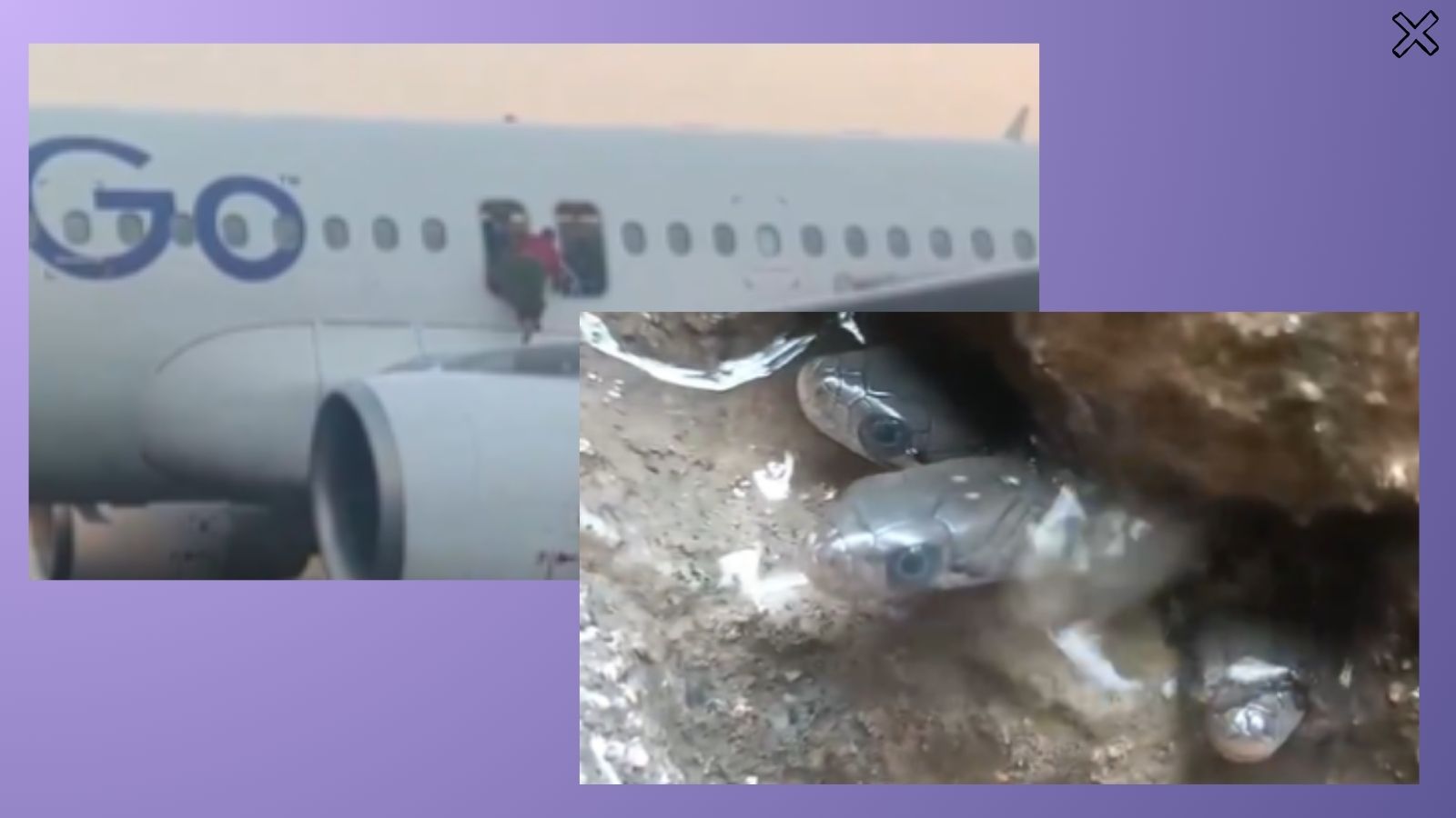 Top 5 viral videos: 35 snakes in Assam home, bomb threat on Delhi ...