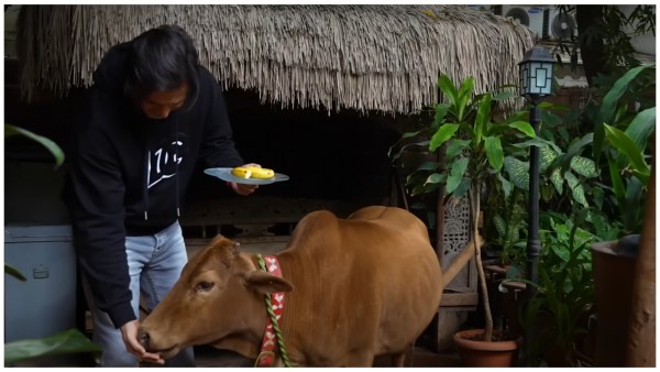 Vivek Oberoi’s Goan farmhouse-style Mumbai home houses a cow and ...