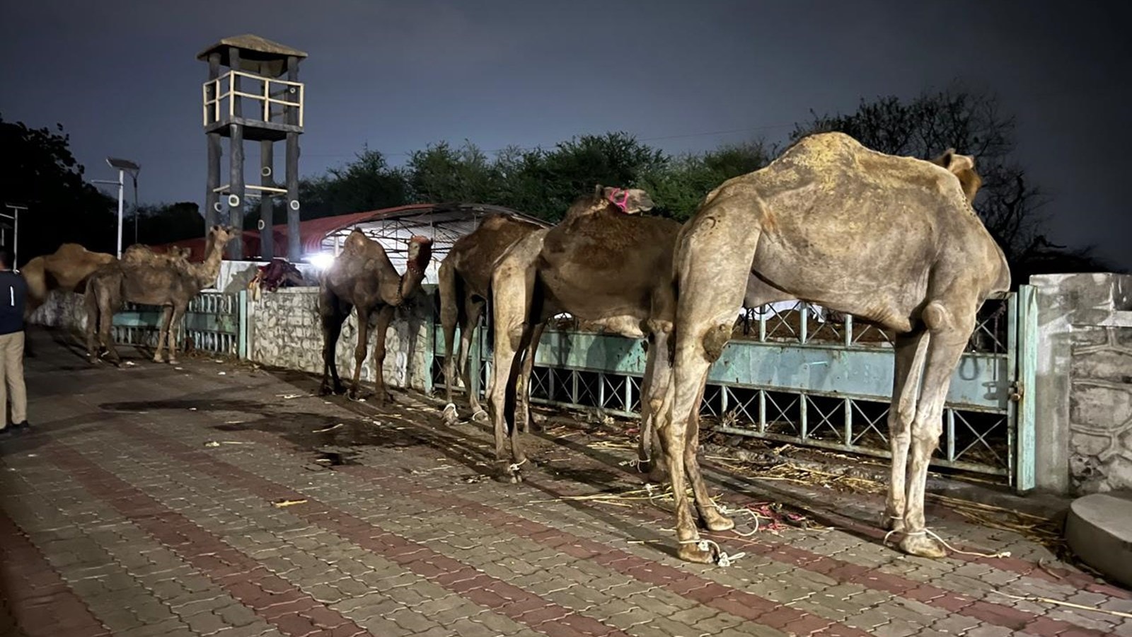 Pune police foil camel smuggling, rescue 8 on way to Karnataka | Pune ...