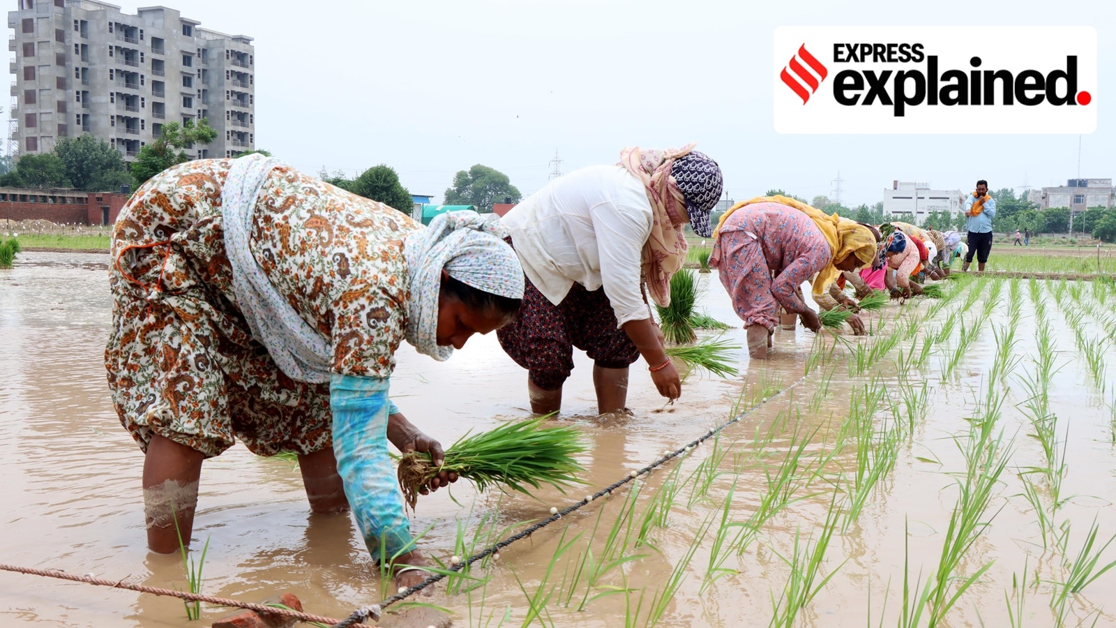 Explained: The challenges in curbing cultivation of a banned rice ...
