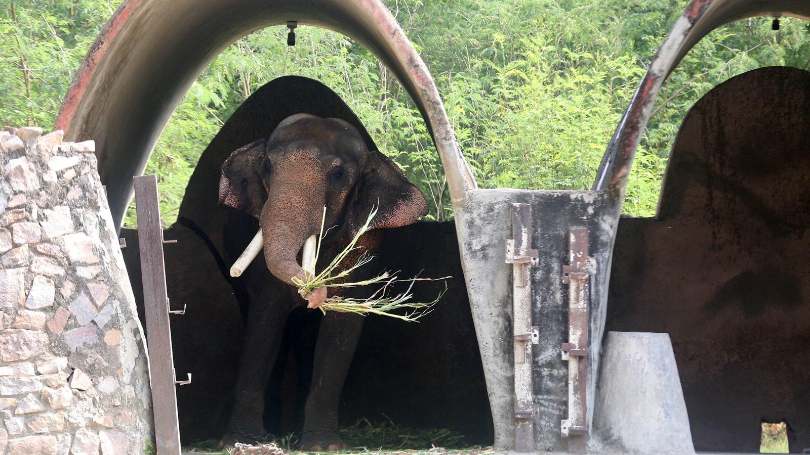 How to tackle rising human-elephant conflicts? Southern states to ...