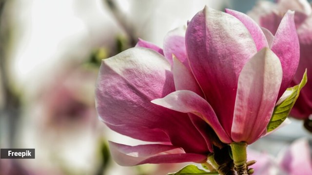 Magnolia flowers: The edible blossoms you must add to your diet | Food ...