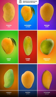 Varieties Of Mango Buy GREEN LINE Nursery Rare Carabao Mango Grafted 2 Varieties Of Mango Buy GREEN LINE Nursery Rare Carabao Mango Grafted 2