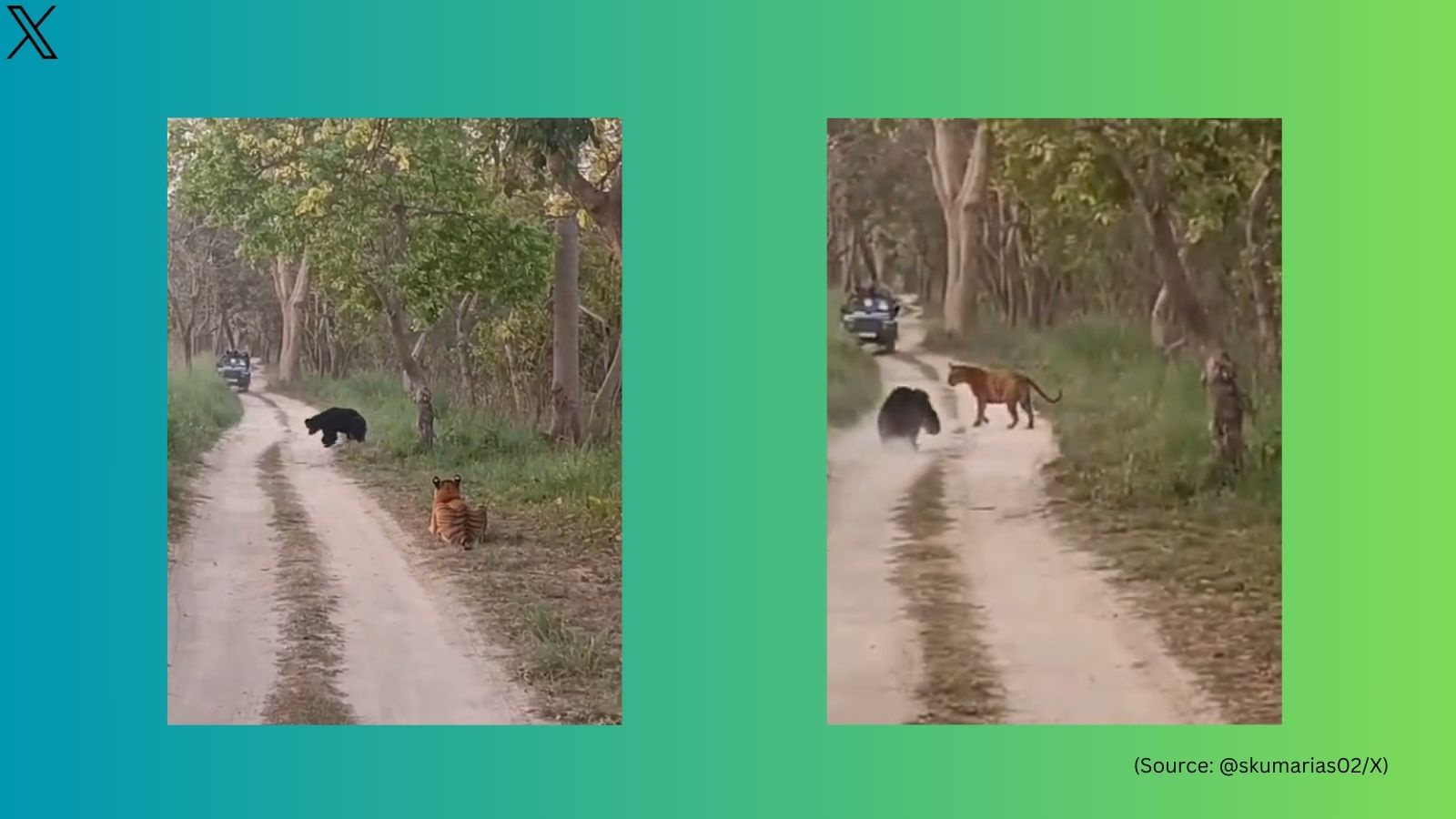 Watch: Tigress face off against aggressive sloth bear in rare encounter ...