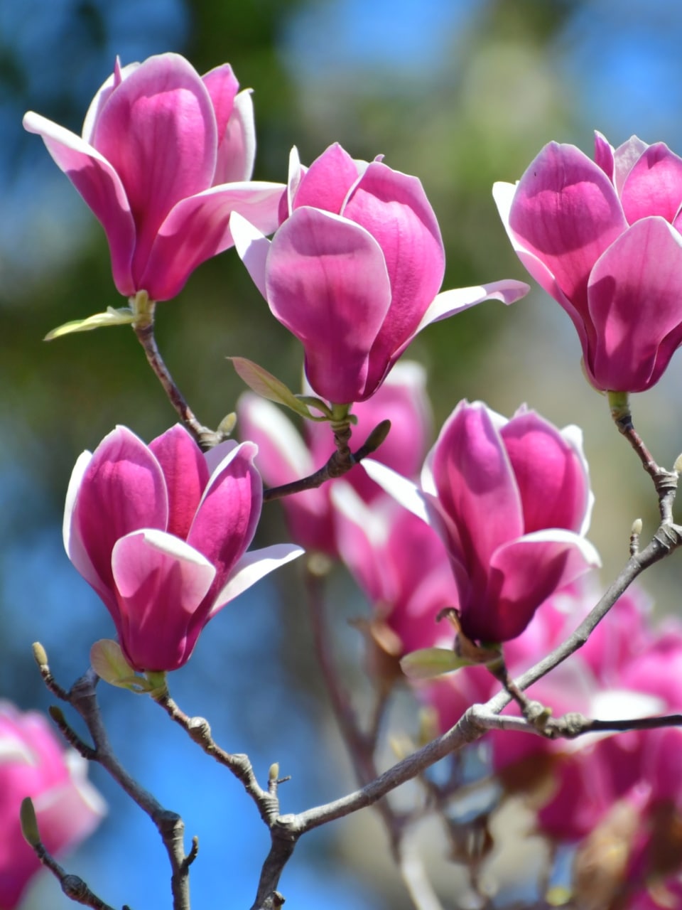 Health benefits of magnolia in your diet
