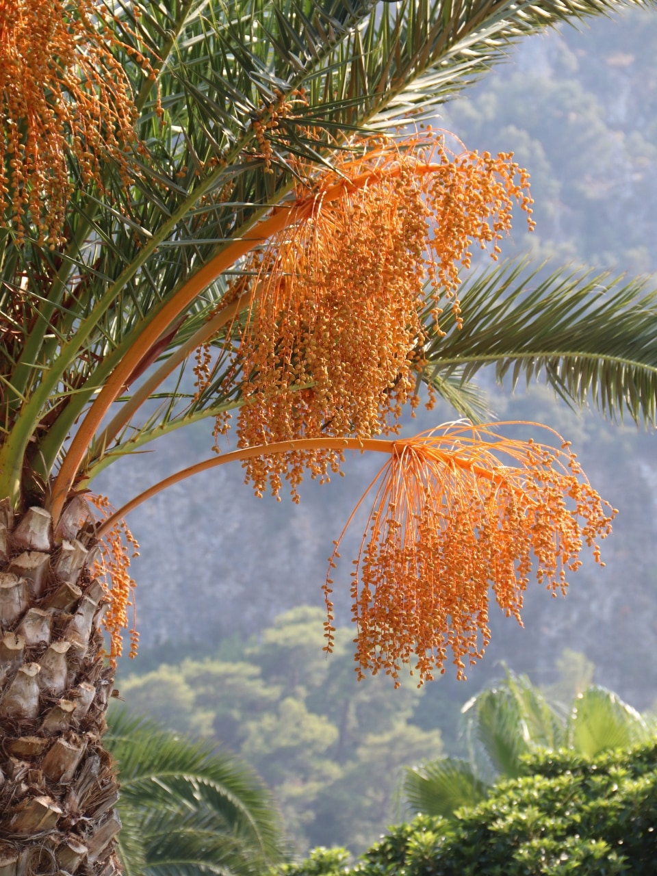 Health benefits of barhi dates