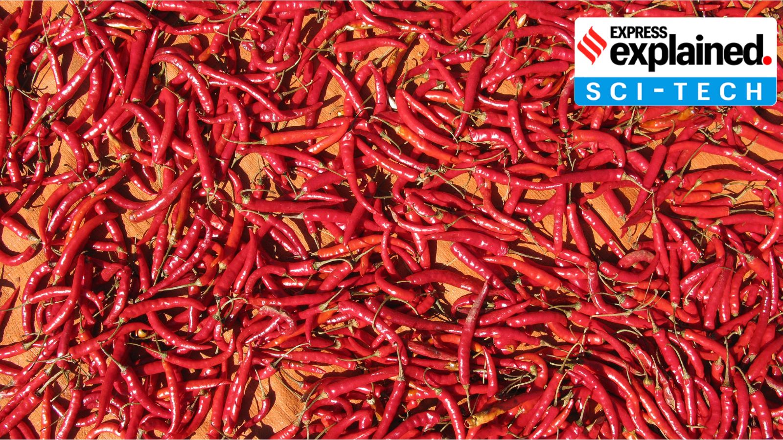 Why chilis burn. And why humans still love them | Explained News - The ...