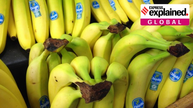 Bananas: Why Chiquita, a fruit company, paid terrorists in Colombia ...