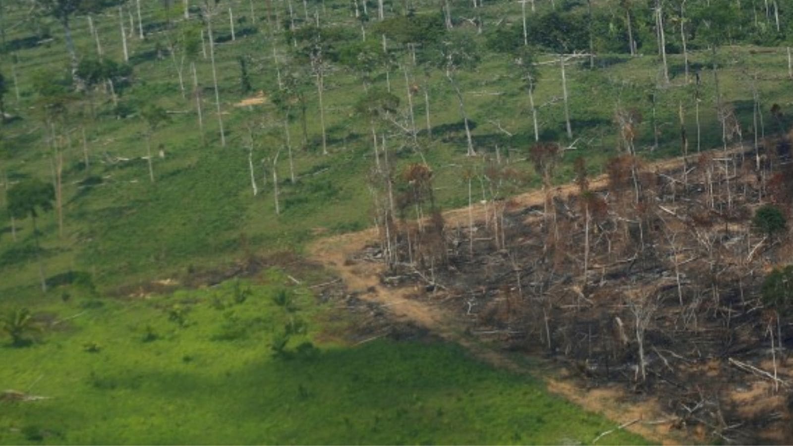 World Bank to issue bond to boost Amazon reforestation | World News ...