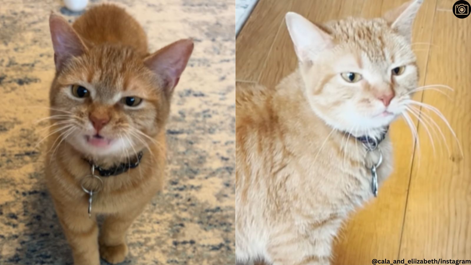 Cherished ‘I Go Meow’ cat Cala dies leaving everyone speechless ...