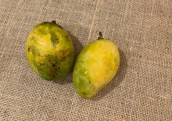 In West Bengal, how climate change is threatening a beloved, delicate ...