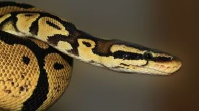 Indonesian woman found dead inside giant python | World News - The ...