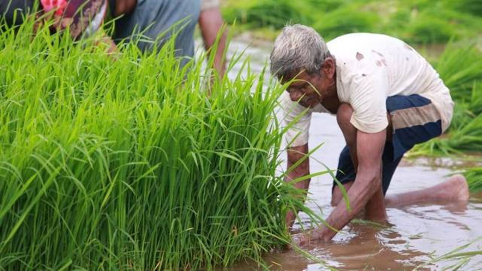 Govt hikes paddy MSP by Rs 117 to Rs 2,300 per quintal | Business News ...