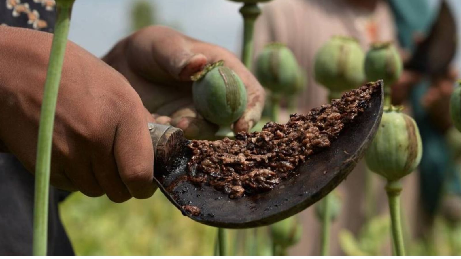 UN drug agency warns of opium shortage amid Taliban ban | World News ...