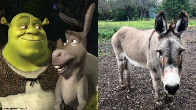 ‘Shrek’ donkey receives government grant for healthcare in Northern ...