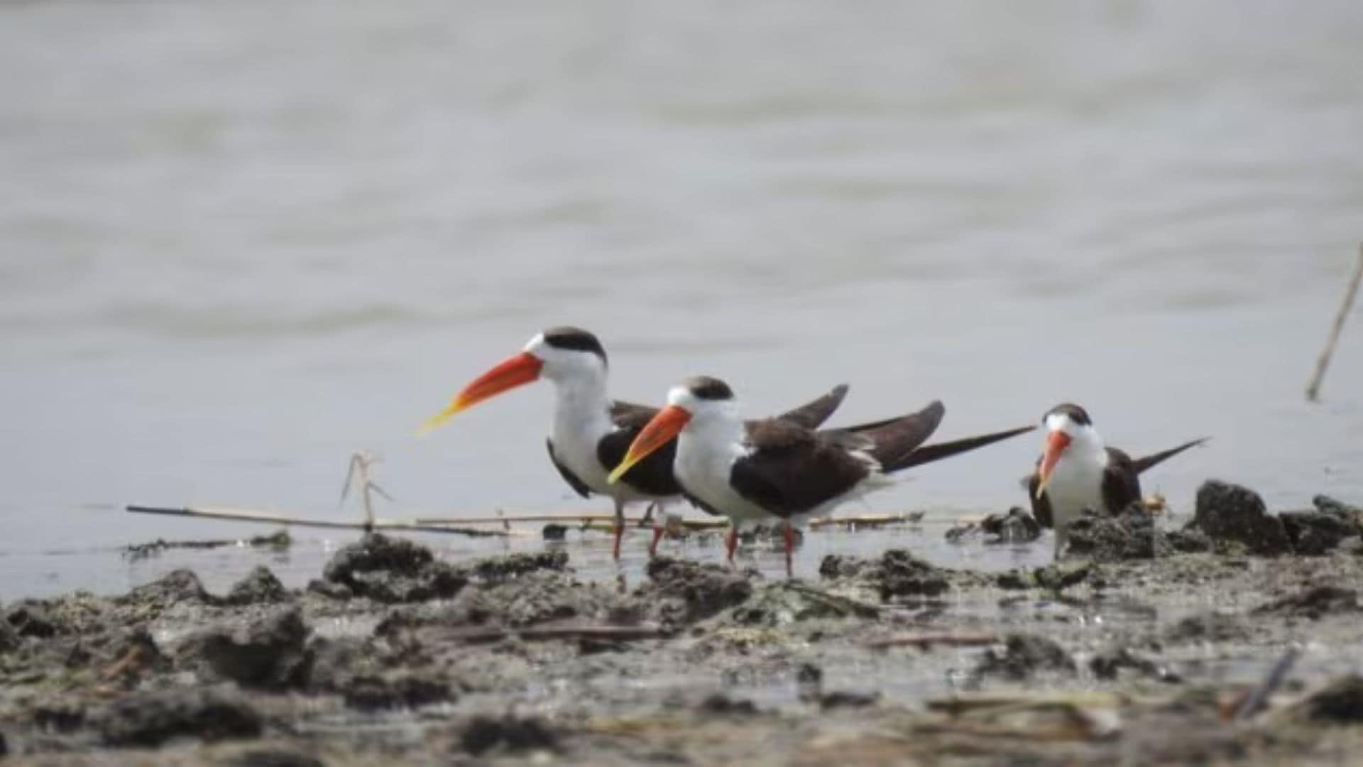 Two bird sanctuaries of Bihar added to Ramsar list | India News - The ...