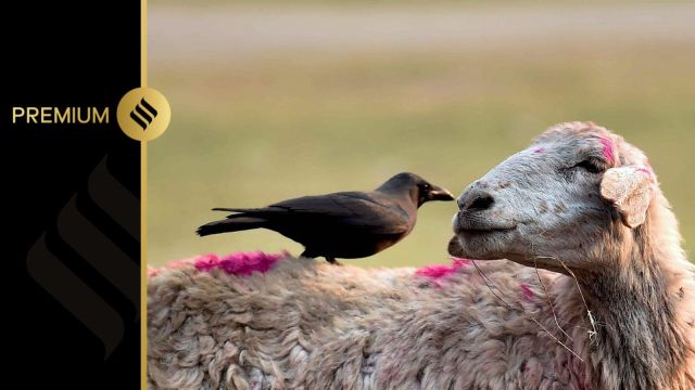 A murder of crows: How Kenya plans to get rid of the native Indian ...