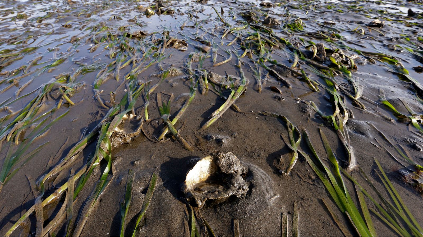 Things to know about FDA warning on paralytic shellfish poisoning in ...