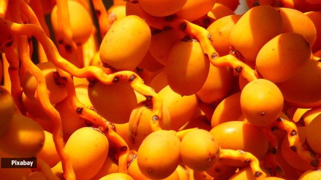 What is the difference between barhi dates and dates?