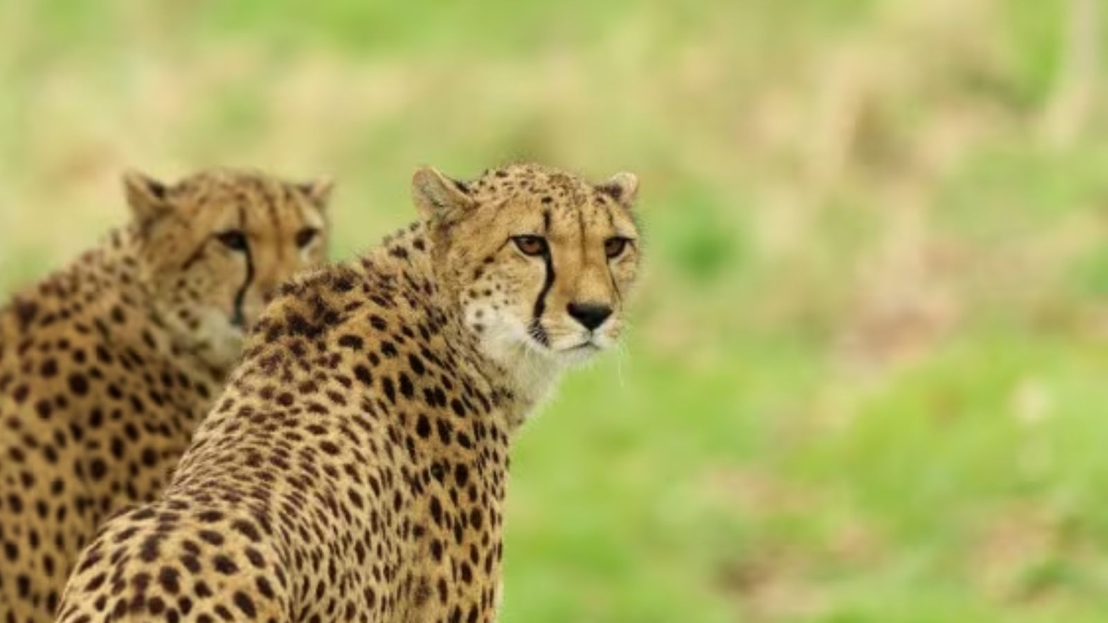 Cheetahs receive special ointment treatment to prevent deadly infection ...