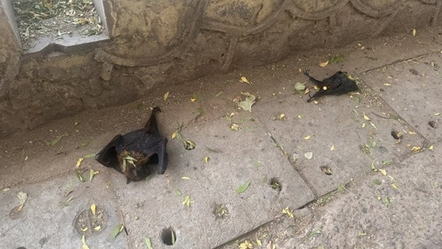 What happens when 'large number of bats' die during heatwaves?