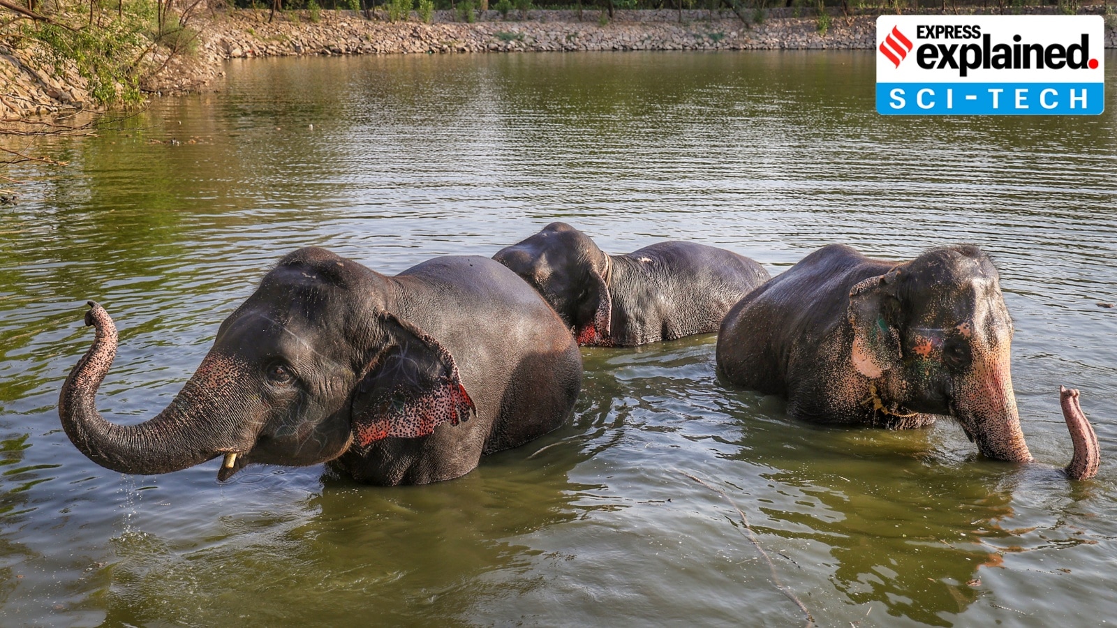 Elephants have names for each other: What a new study says | Explained ...