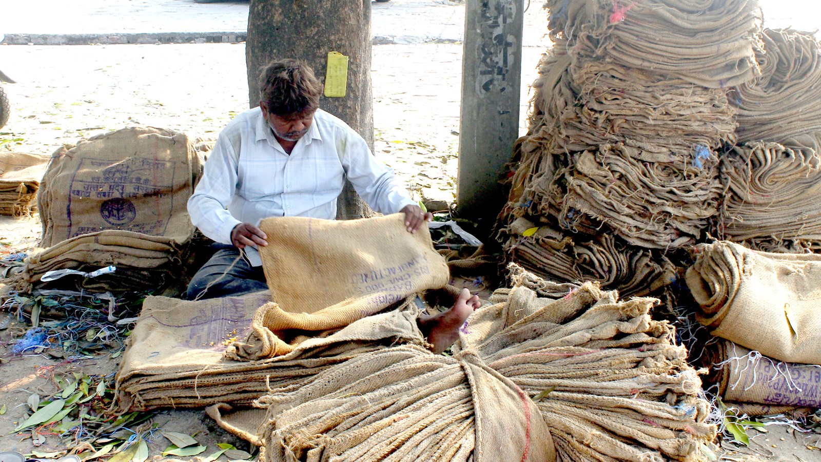 Jute crisis deepens as prices fall below MSP amid reduced orders ...