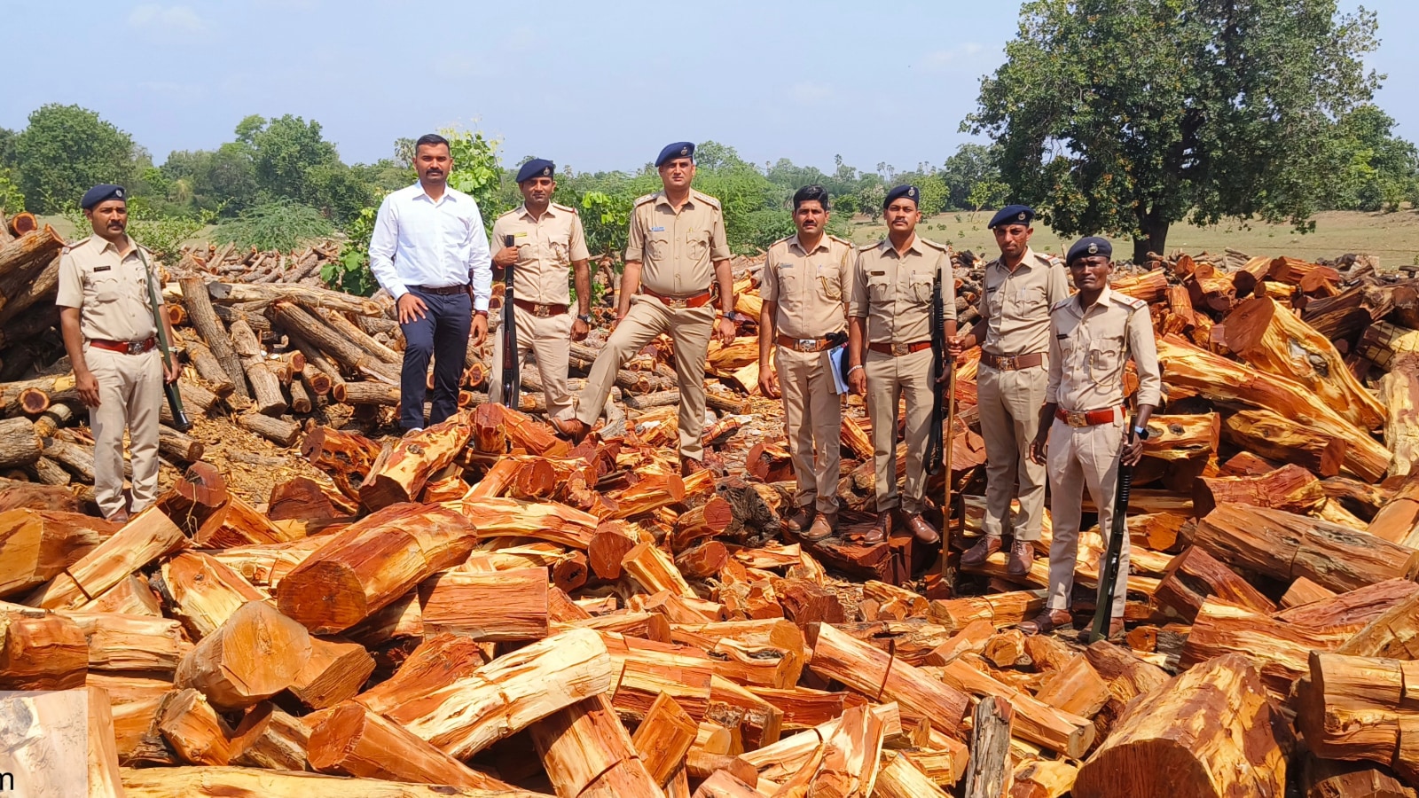 Surat forest officials seize khair wood worth Rs 5 crore from depot in ...