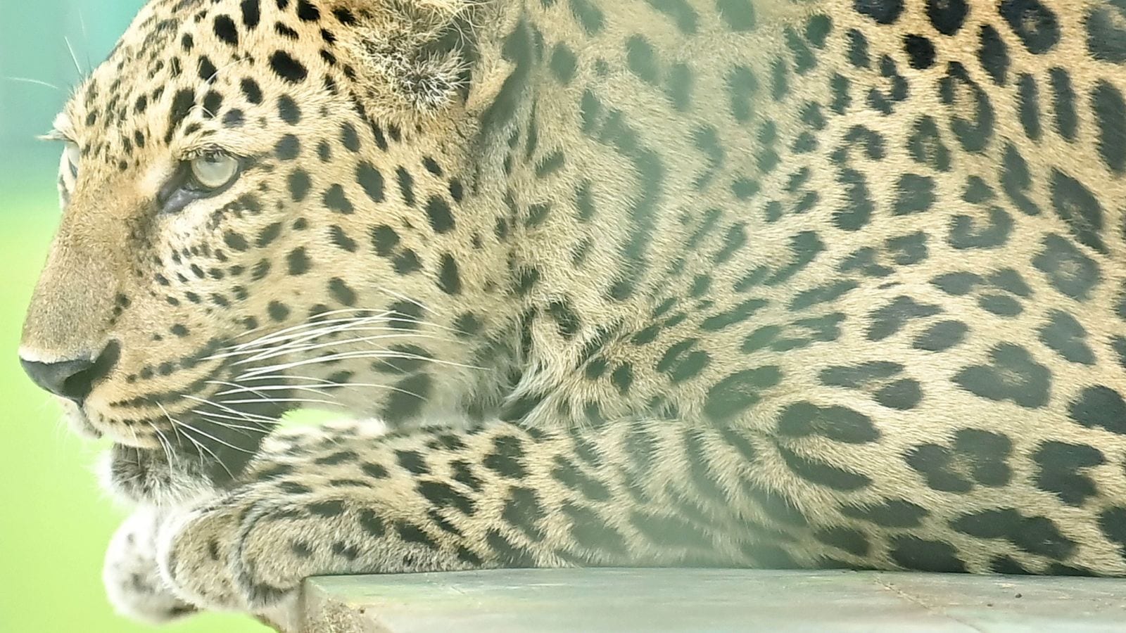 11-year-old boy found dead in Pune district’s Shirur; probe on as ...