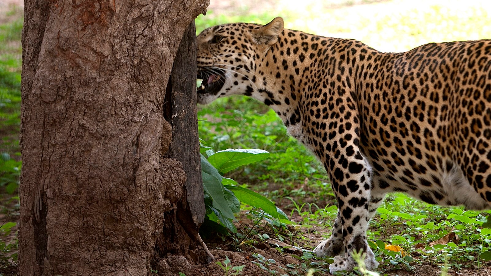 Human-leopard conflict: State forest dept, Wildlife SOS step up ...