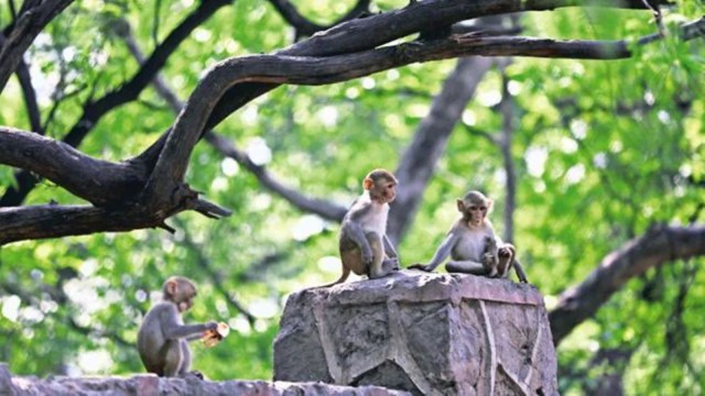 30 monkeys found dead under mysterious circumstances in Chikkamagaluru ...