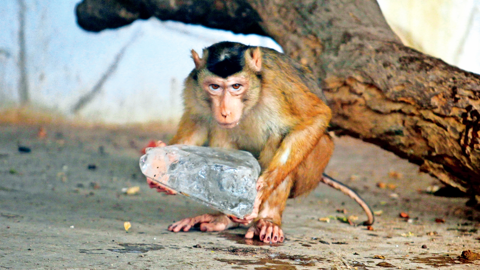 Relief afer temperature drops with showers in several parts | Ahmedabad ...
