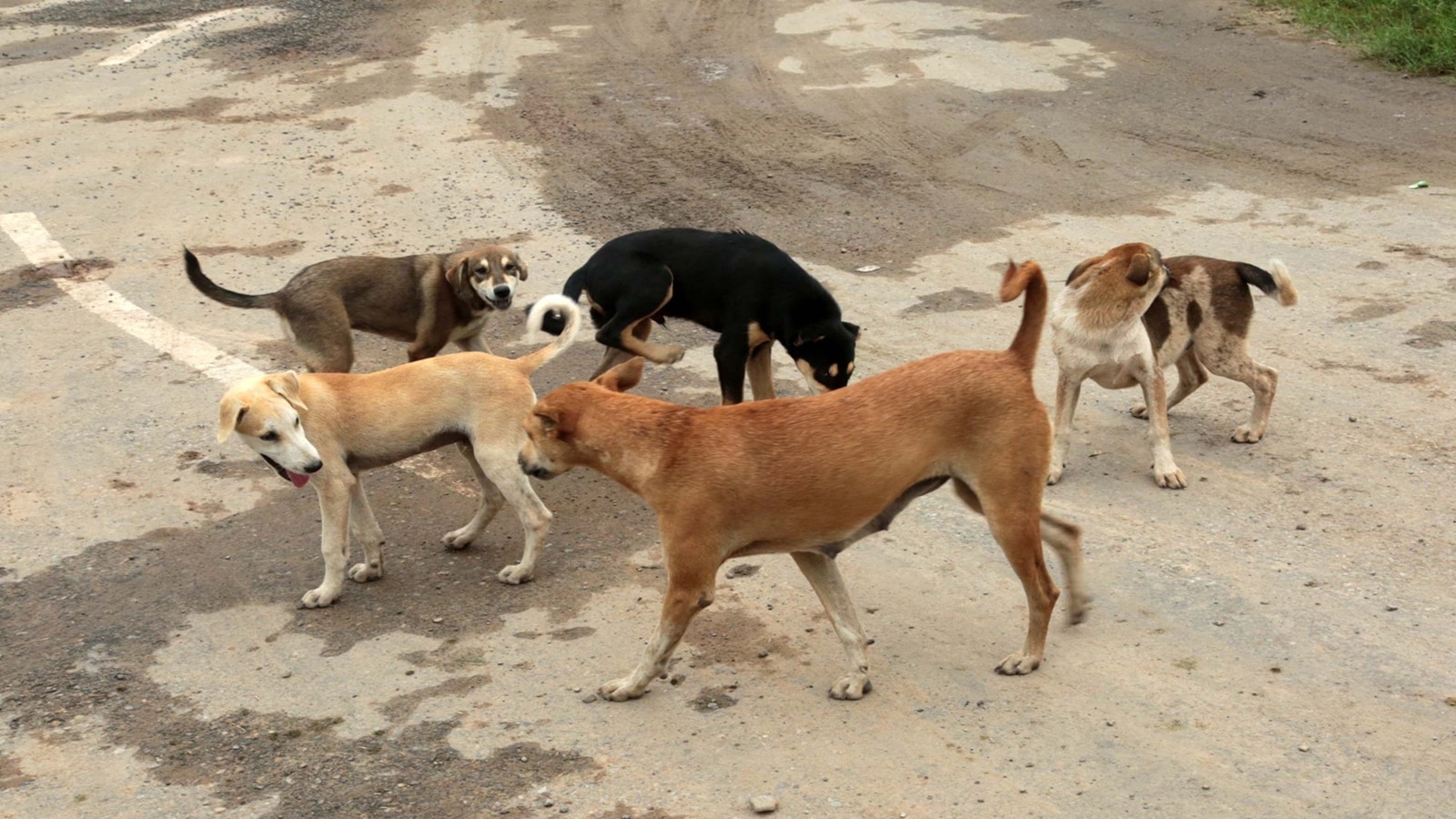 Stray dog ‘thrown down’ from 7th floor of Greater Noida building, dies ...