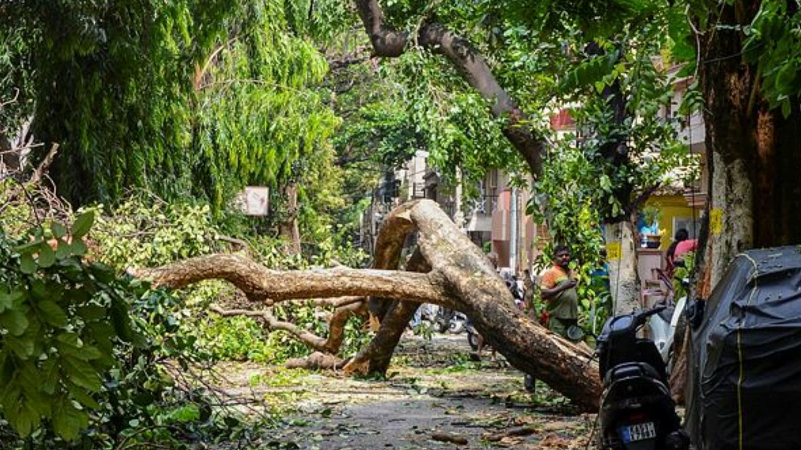 Karnataka High Court stays felling of 700 trees for suburban rail ...