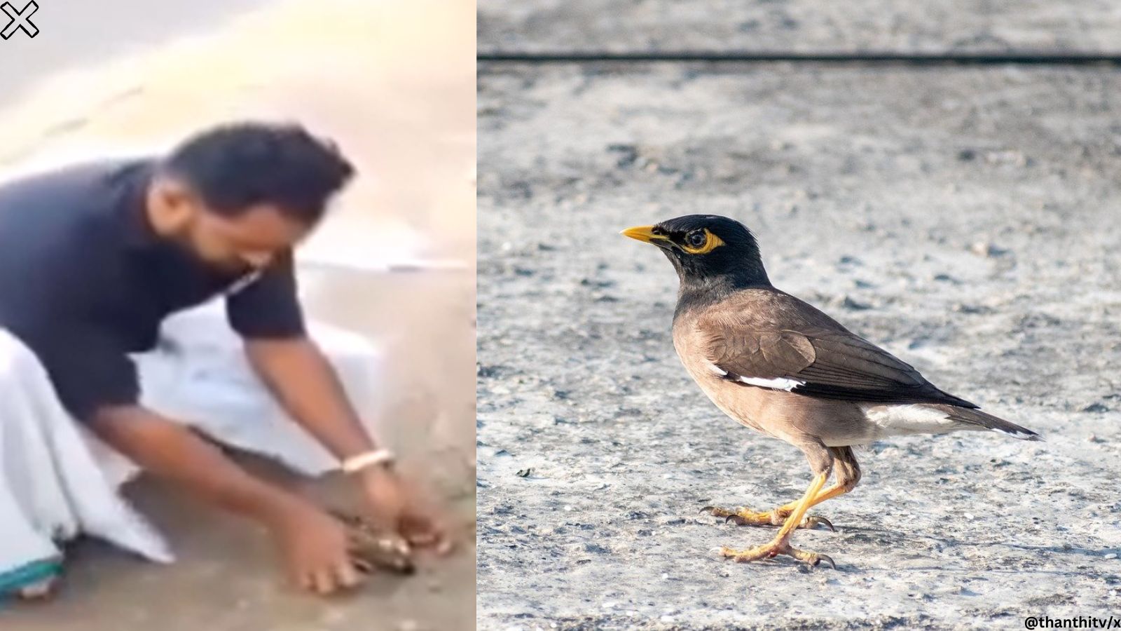 Kerala man performs CPR on bird that collapsed in middle of road. Watch ...