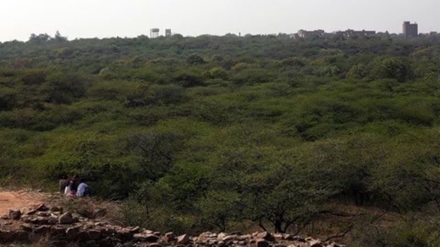 Delhi High Court to physically inspect Central, Southern Ridge forest ...