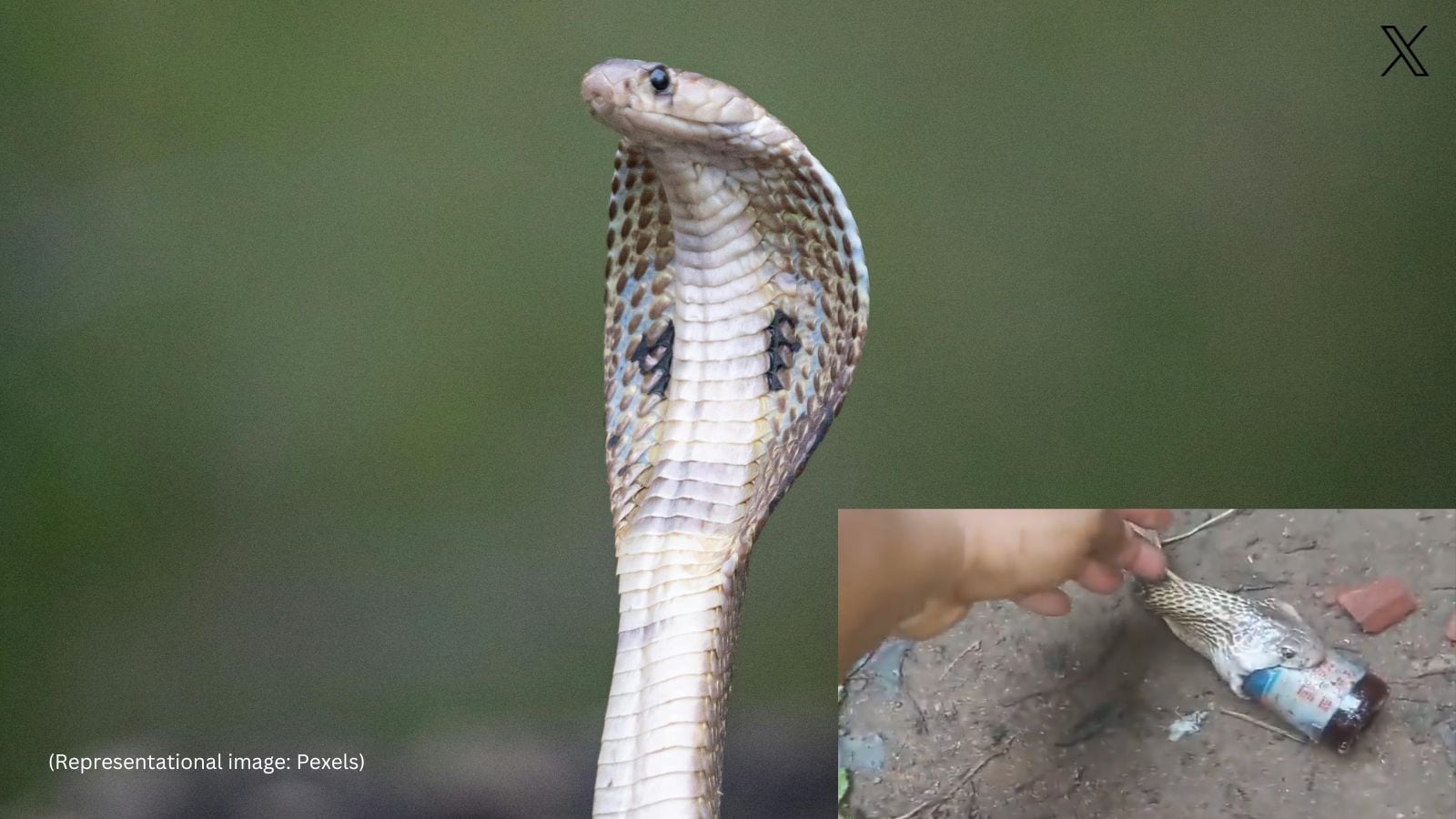 Watch: Cobra swallows cough syrup bottle in Bhubaneswar, viral video ...