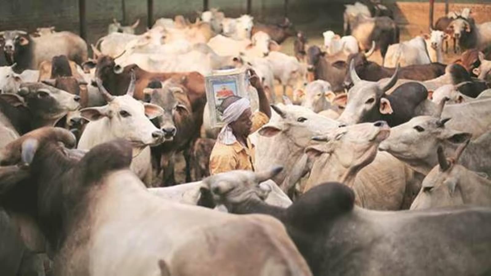 Allahabad HC grants bail to man in cow slaughter case, tells him to deposit Rs 25,000 | Lucknow ...