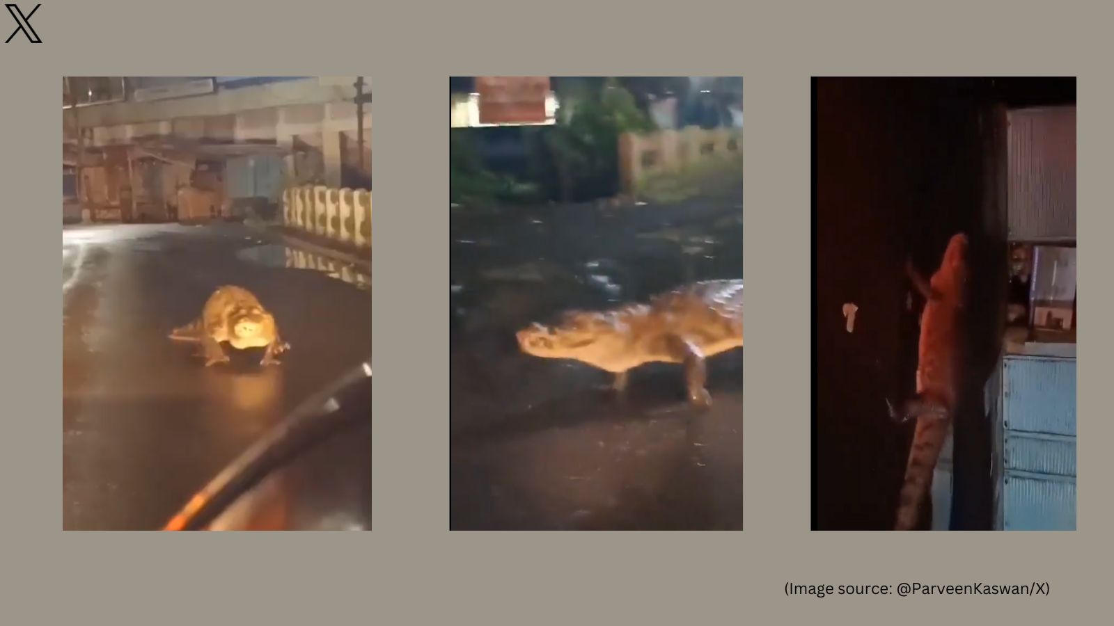 ‘Crocodile on a city tour’: Viral video from Maharashtra shows reptile ...