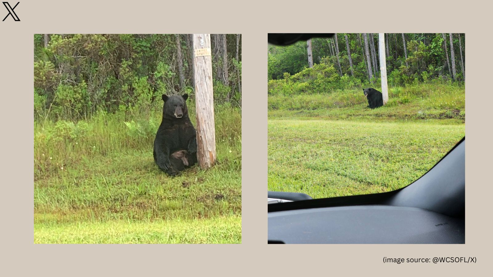 ‘Signs of severe stress’: Florida officials caution against taking ...