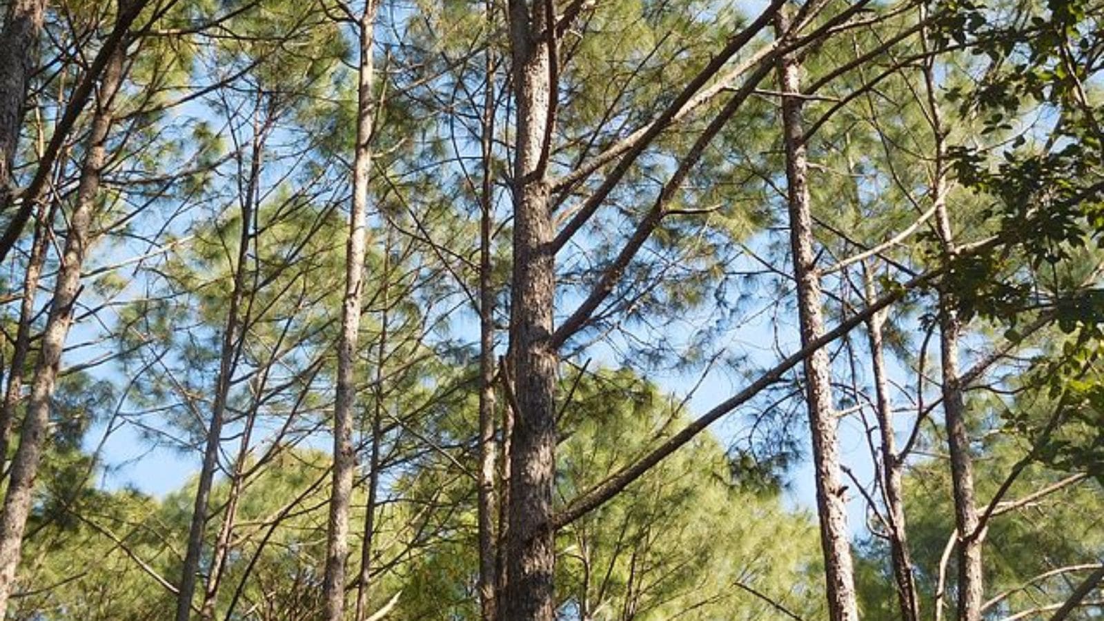 To tackle forest fire: In 15 yrs, Himachal earned Rs 109 cr by selling ...