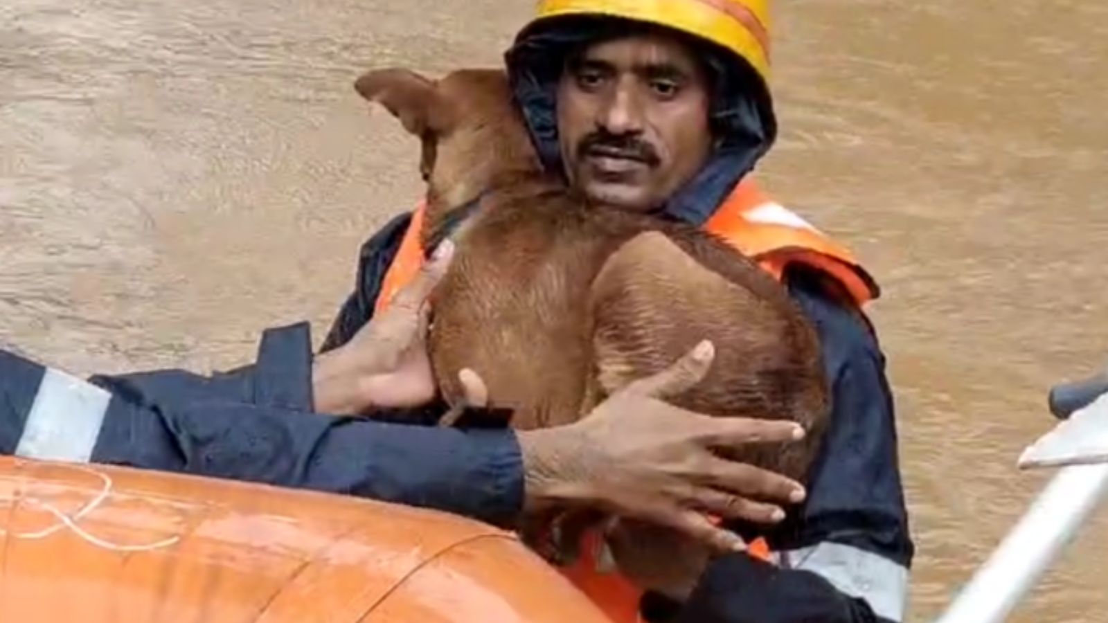 Watch: Rescue worker saves stranded dog amid Karnataka floods; earns ...