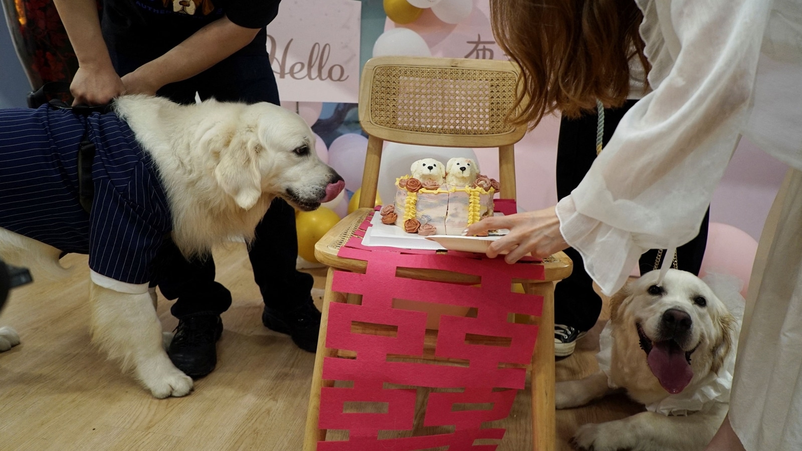 Puppy love: Canine weddings on the rise in China | Life-style News ...